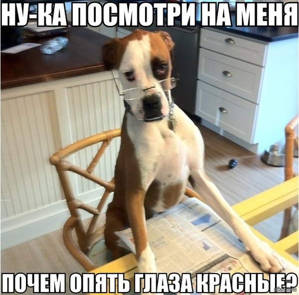 Умная собачка | Пикабу