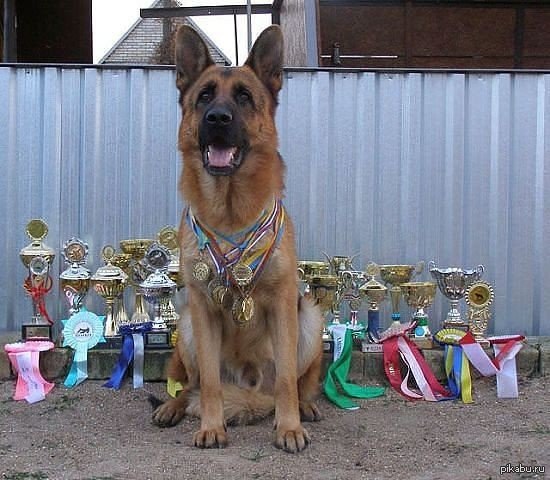 Героическая собака | Пикабу
