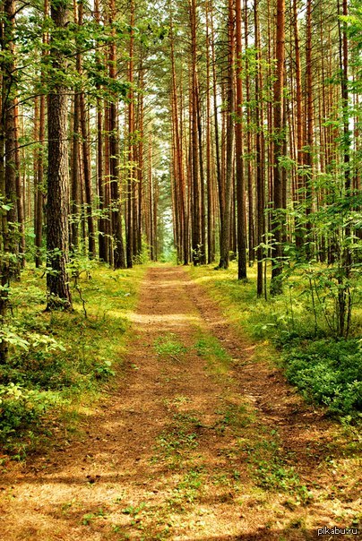Девушка сделала фото в лесу | Пикабу