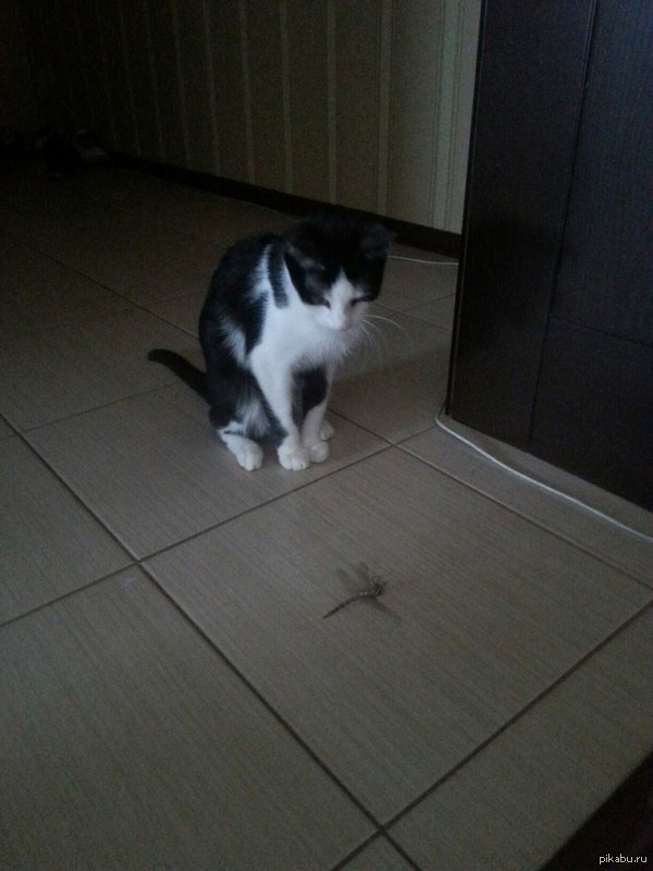 Спаситель | Пикабу