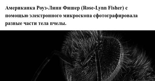 Пчелиный крой Пикабу