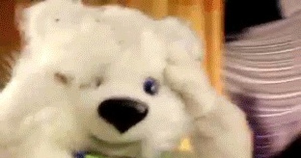 3 года назад выступал в местной лиге КВН | Пикабу