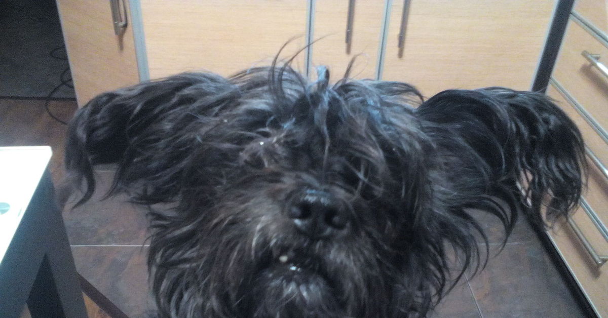 Вот гремлин! | Пикабу