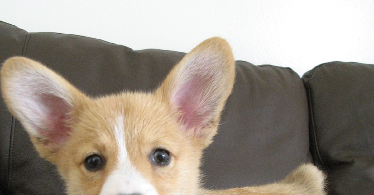 Маленькие лапы, Большие Уши | Пикабу