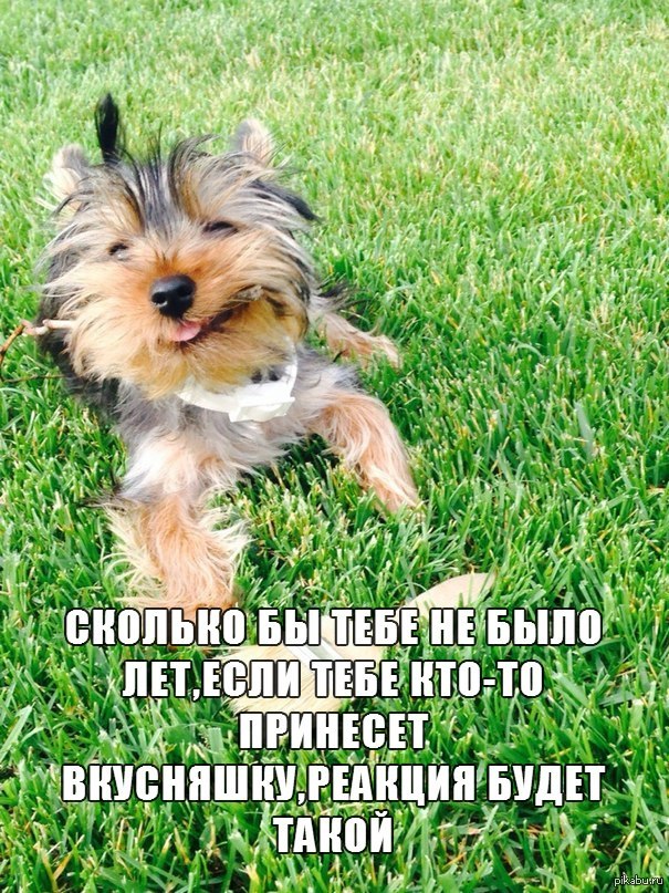 вкусняшка | Пикабу