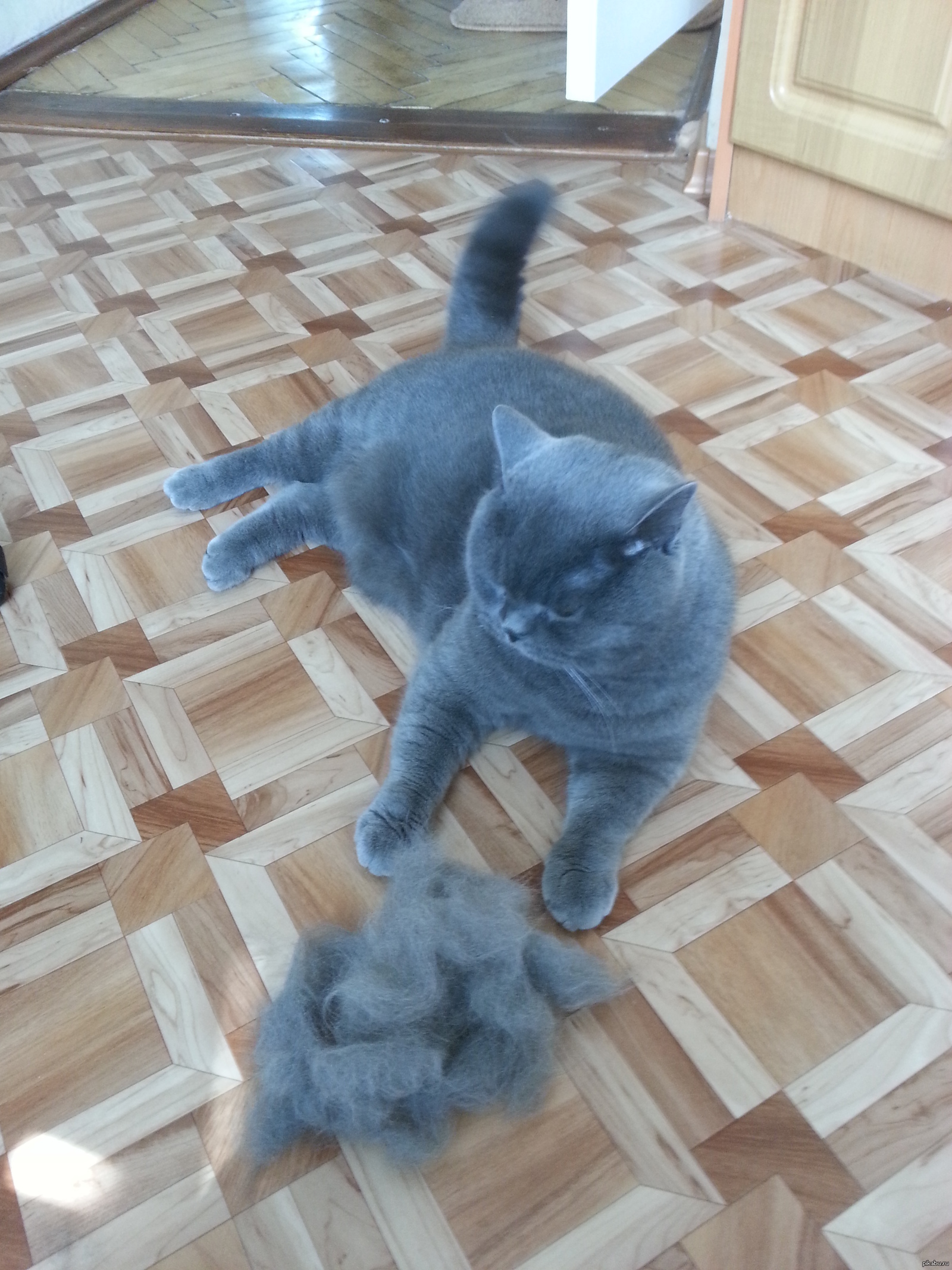 Решил почесать кота... | Пикабу