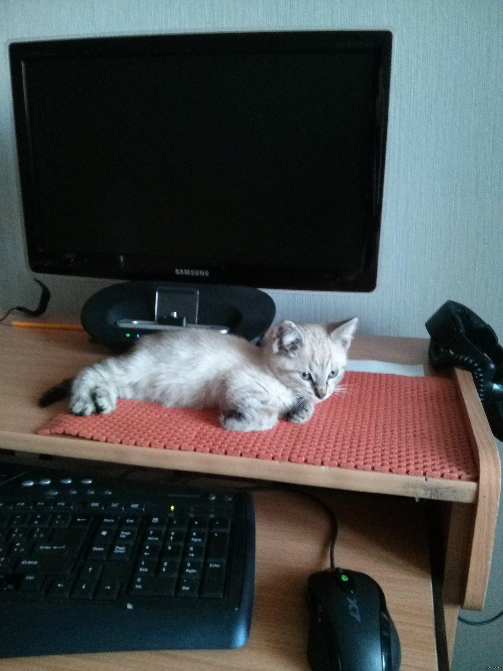 Коврик для кота | Пикабу