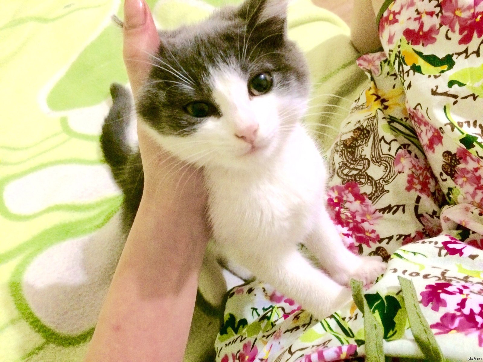 Кому котейку, Оренбург? | Пикабу