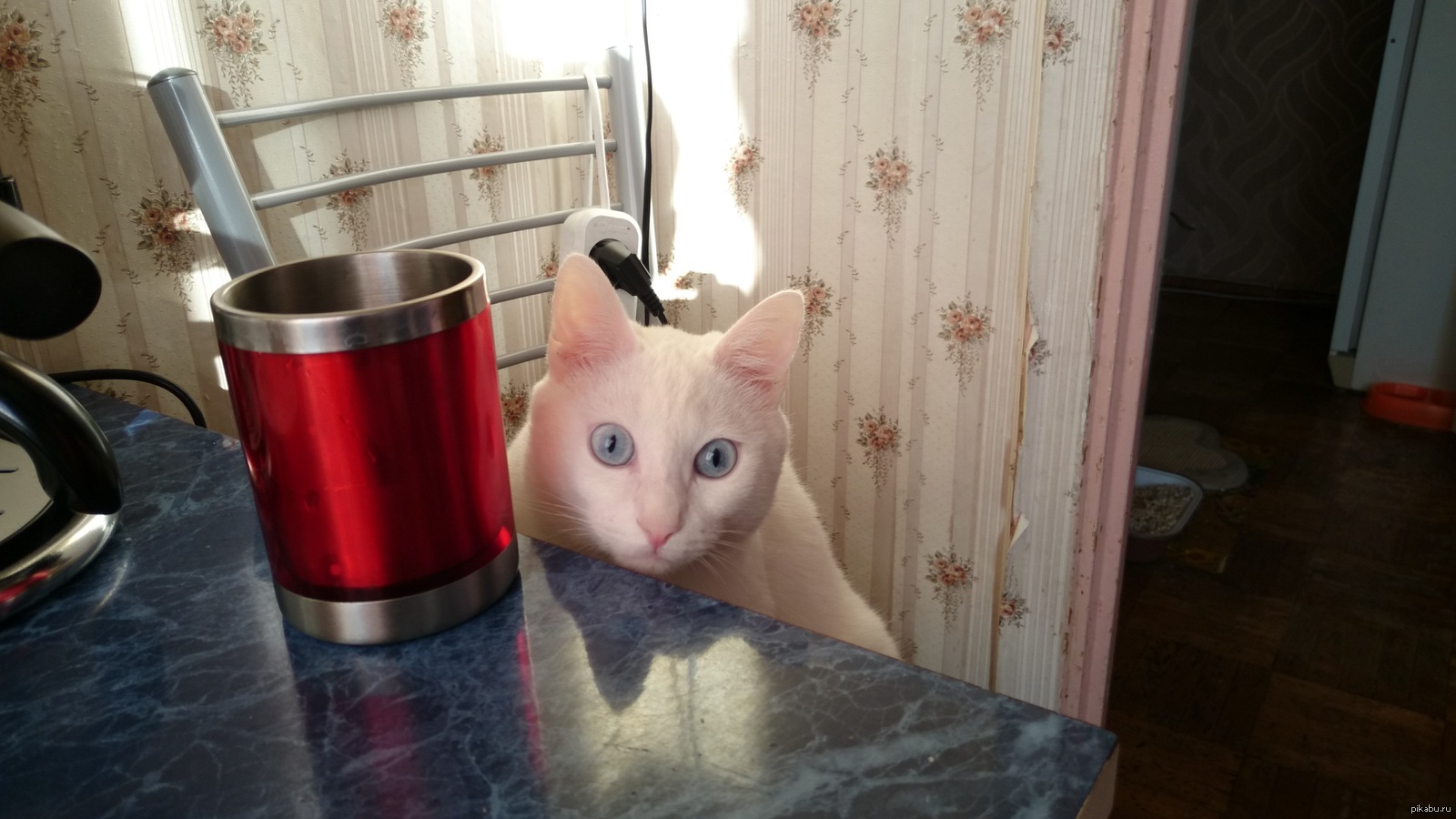 Кот и кофе. | Пикабу