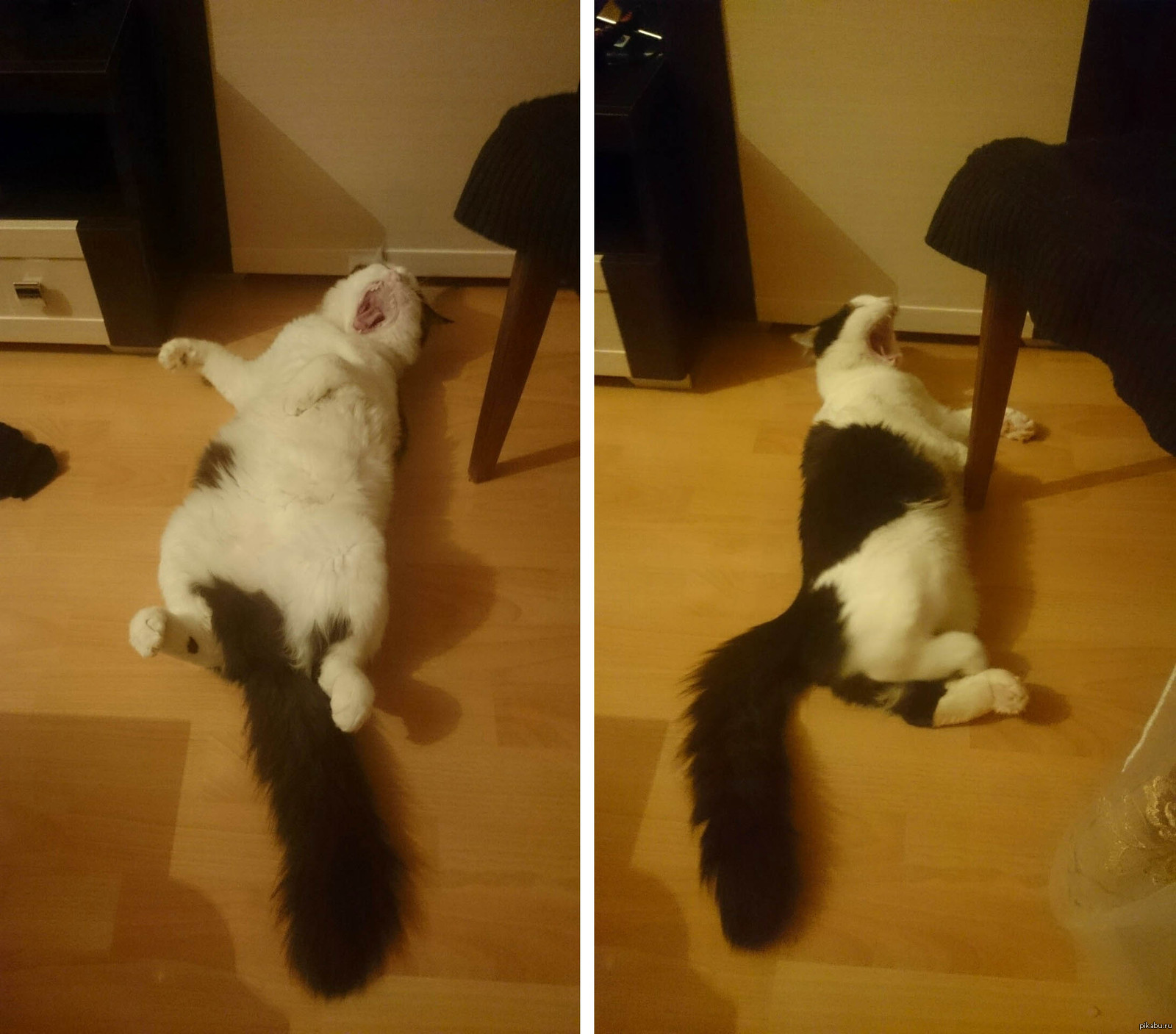 Котэ-кобра | Пикабу