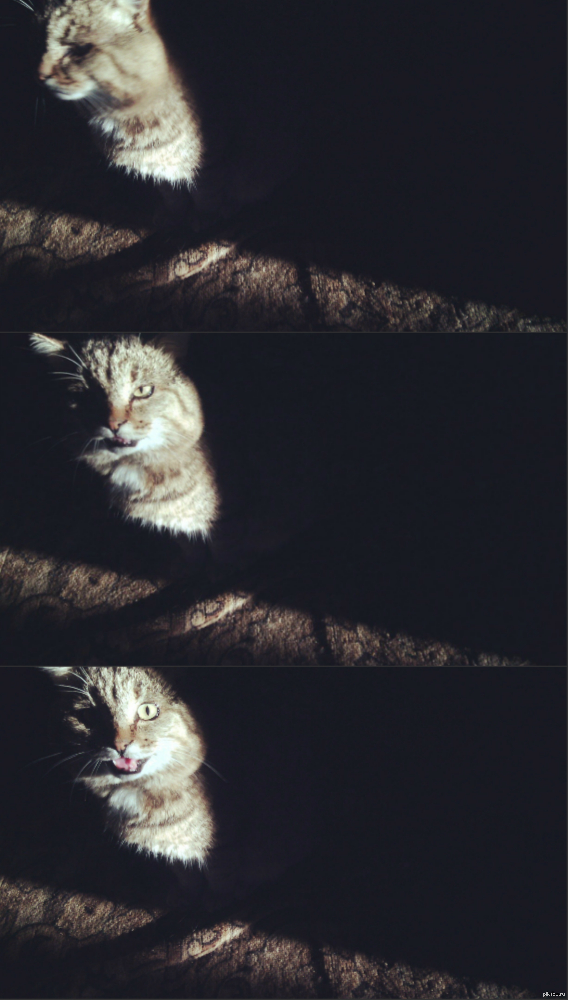 харизматичный | Пикабу