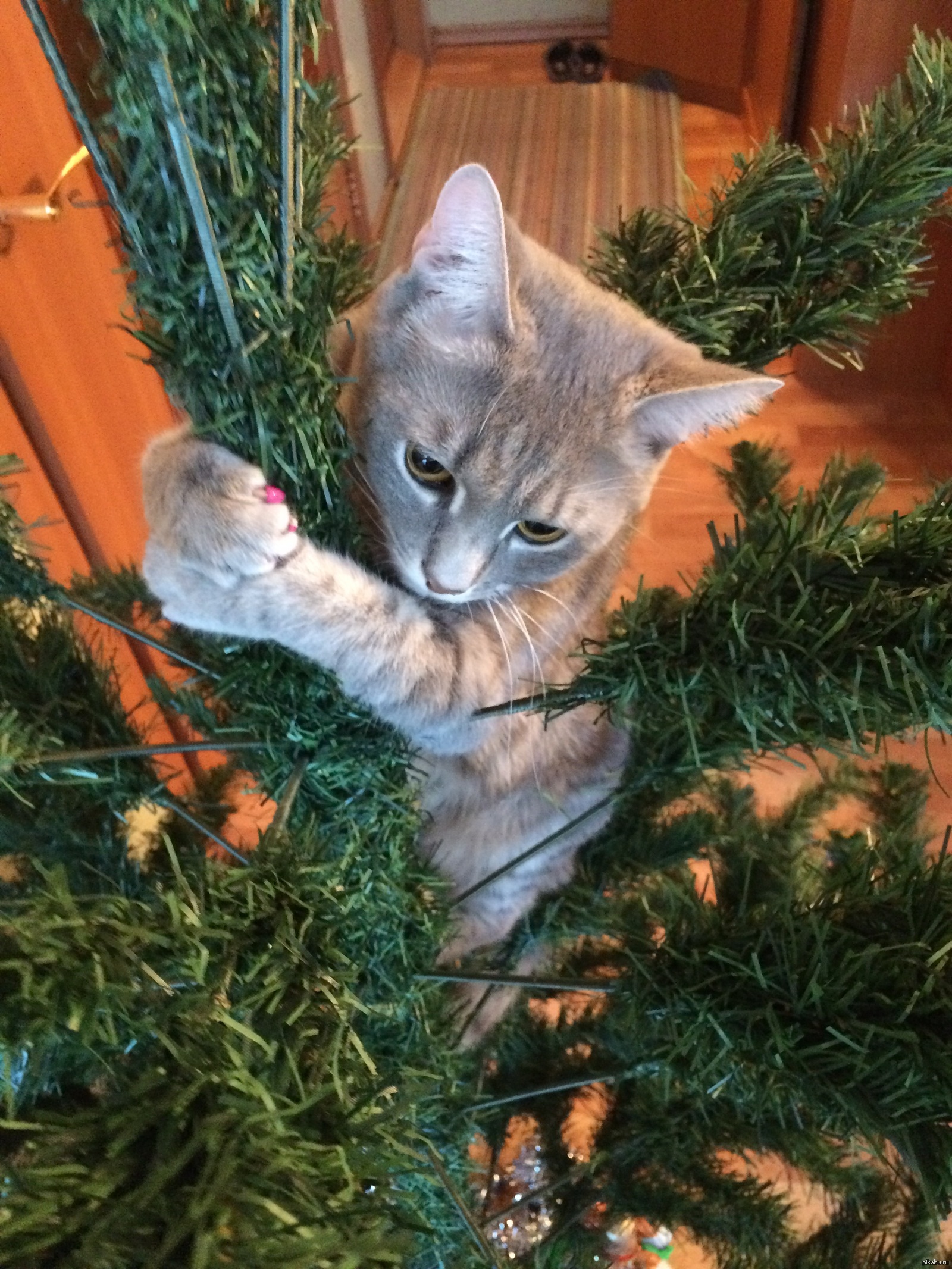 Кот, который смог! | Пикабу
