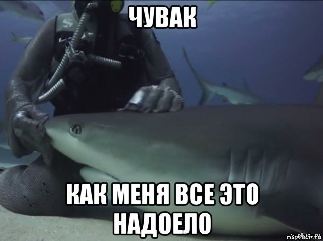 Акулы тоже люди | Пикабу