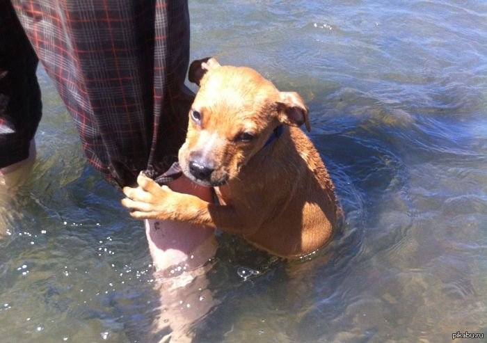 Хозяин, мы в луже стоим! | Пикабу