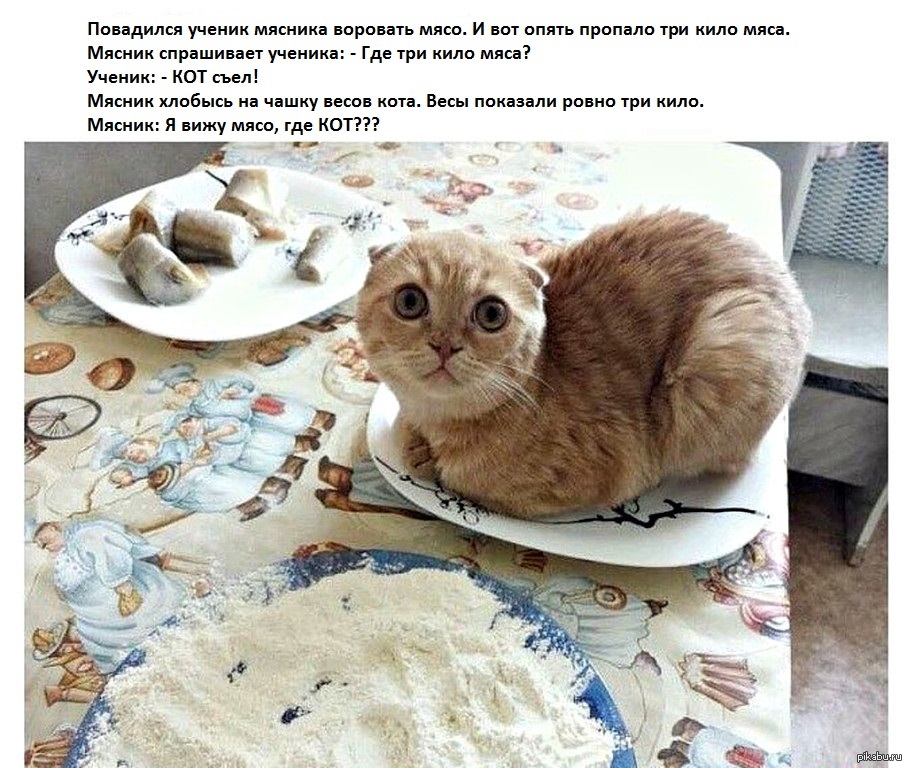 Где кот? | Пикабу