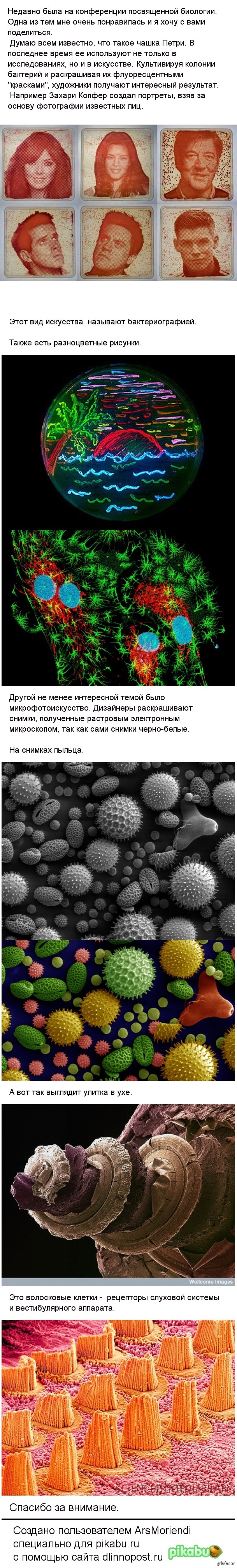Микрофотоискусство | Пикабу