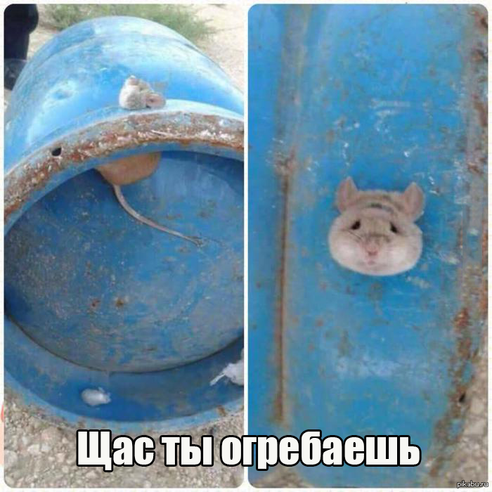 Мышка застряла | Пикабу