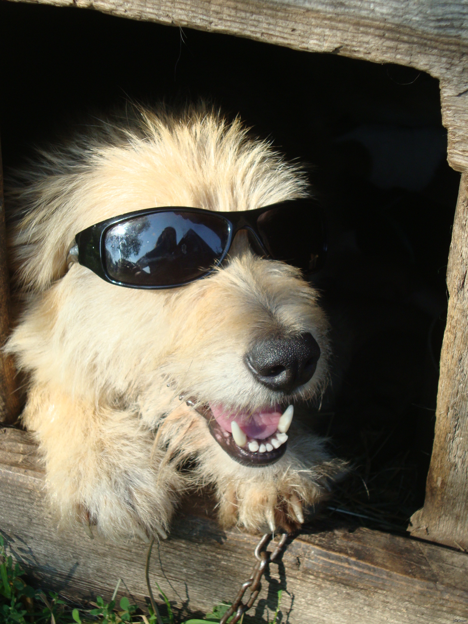 Whats up, dawg? | Пикабу
