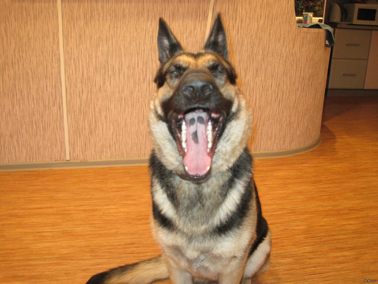 Зевает | Пикабу