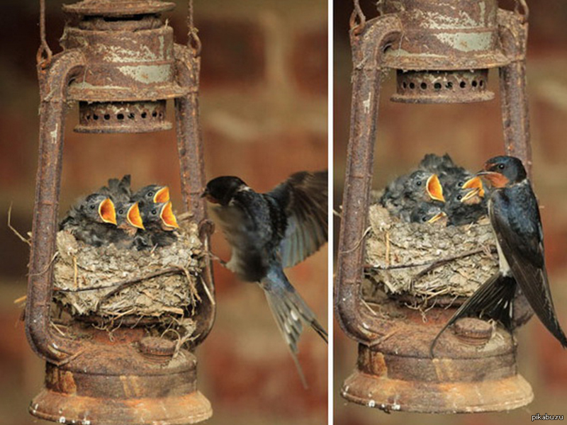 Гнездо в старом фонаре :) | Пикабу