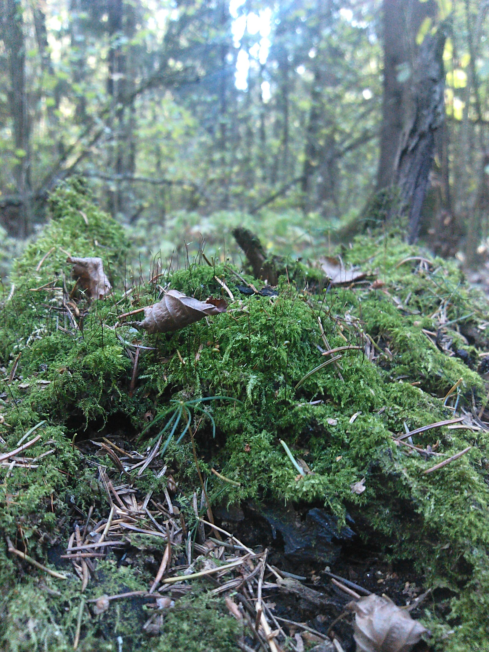 Лес, фото на телефон | Пикабу