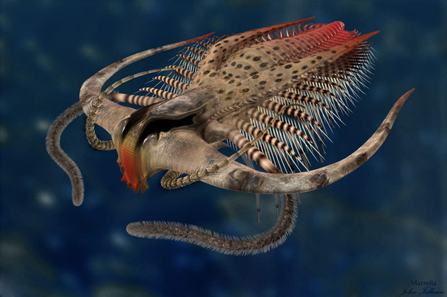 Marrella splendens | Пикабу