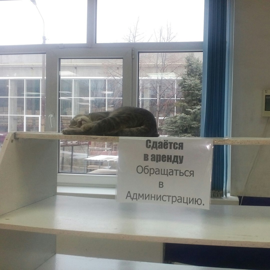 Кто возьмет? | Пикабу