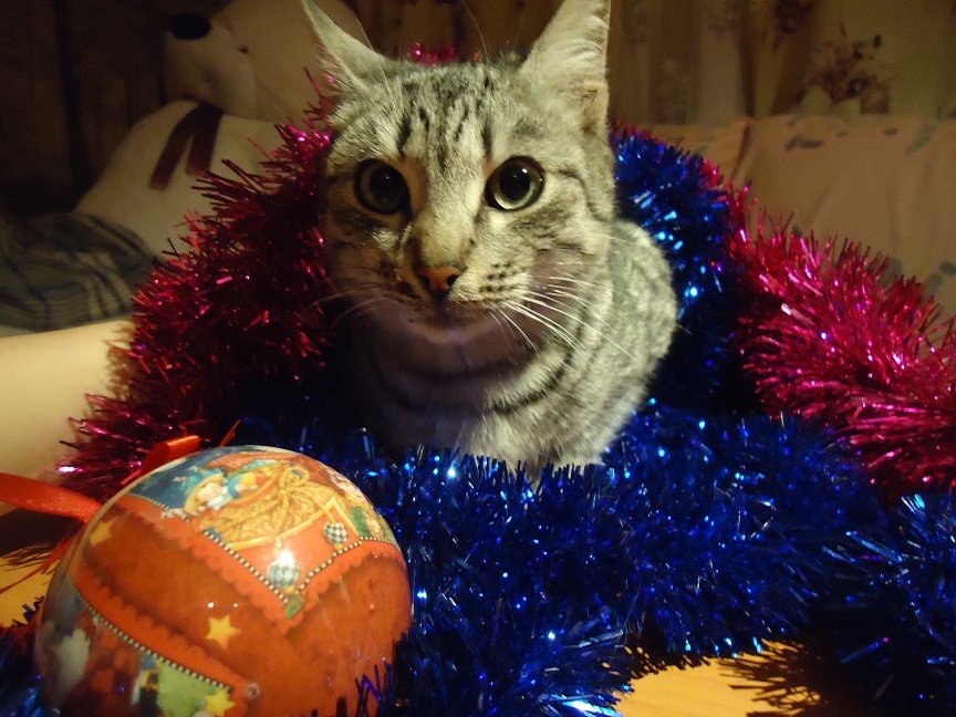 Котоленд | Пикабу