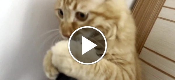 Beatbox from cat | Пикабу