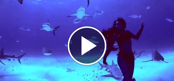 Lady Sharks | Пикабу