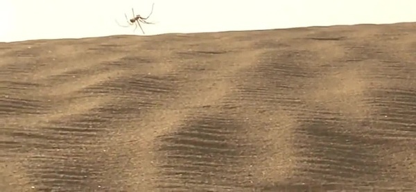 flic-flac spider | Пикабу